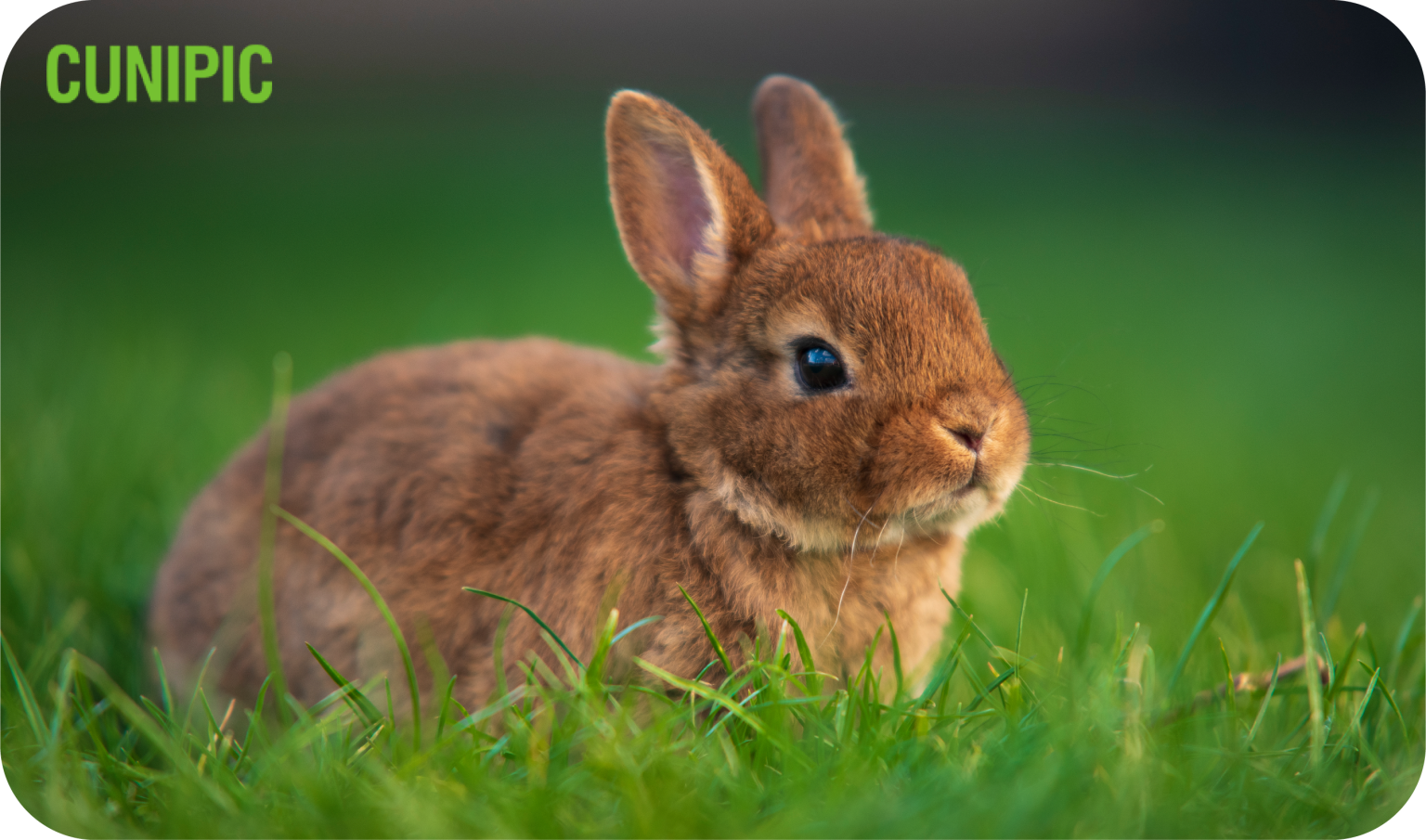 Características de los conejos enanos | Blog Cunipic