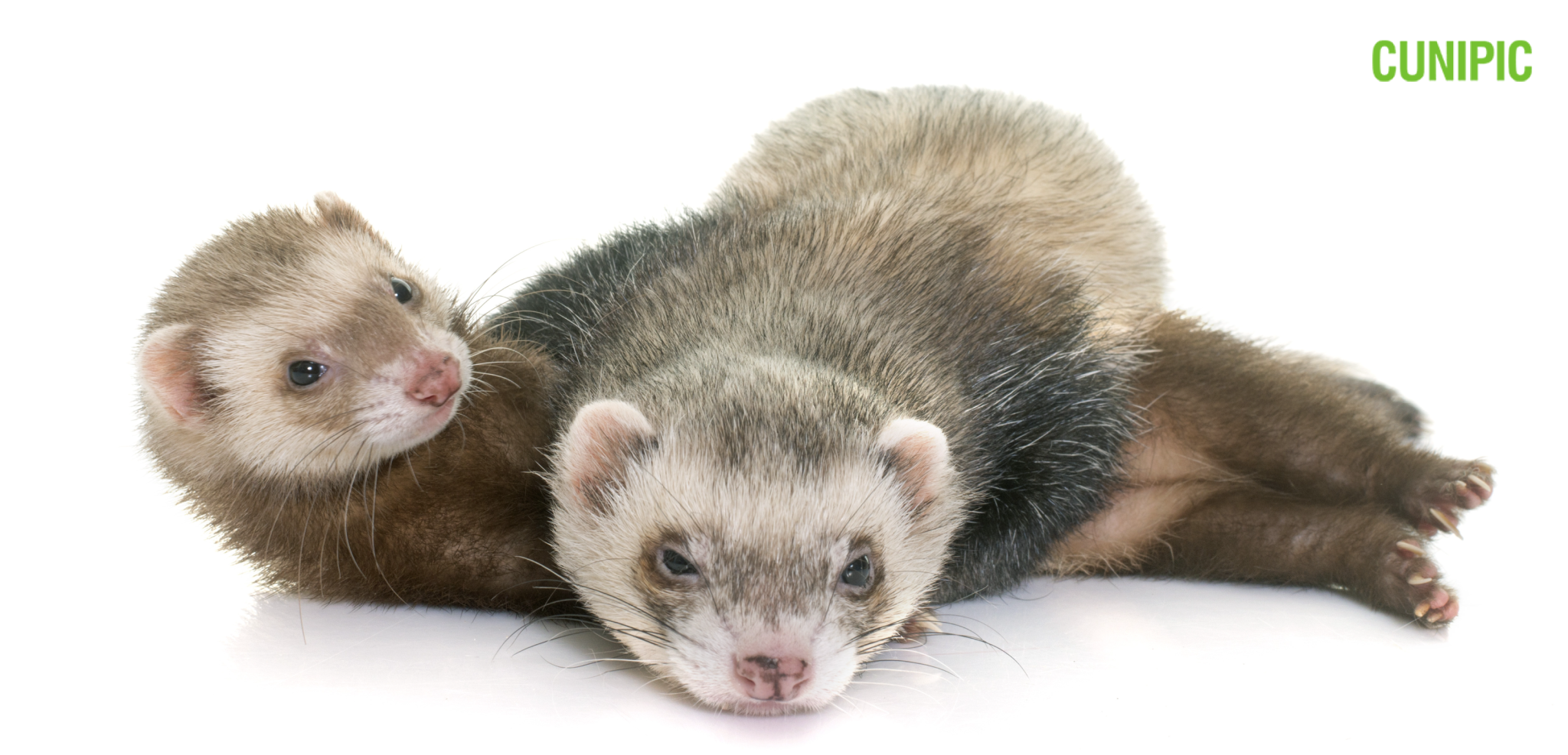 Características y particularidades de los hurones - Cunipic